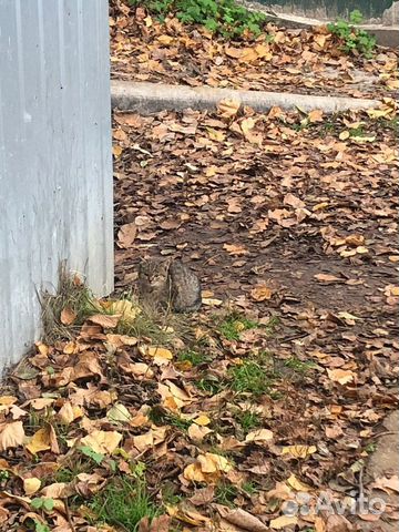 Котенок один в лесу. Передержка или дом