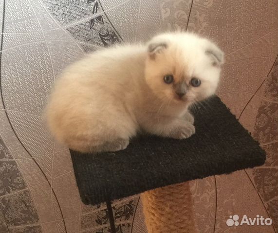 Британские котята