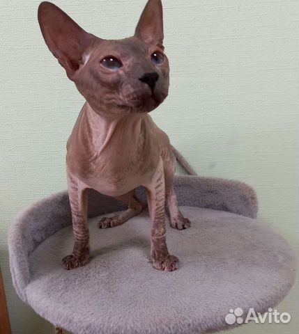 Донской сфинкс ищет дом