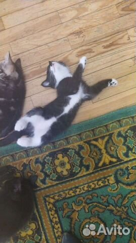 Кошка стерва 2мес заберите в недобрые руки