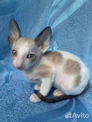 Котенок корниш-рекс 2,5 мес