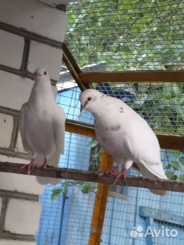 Голуби
