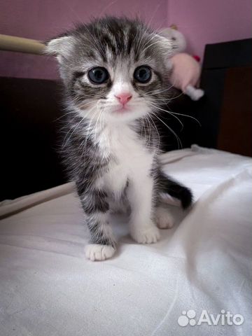 Шотландские вислоухие котята мраморные