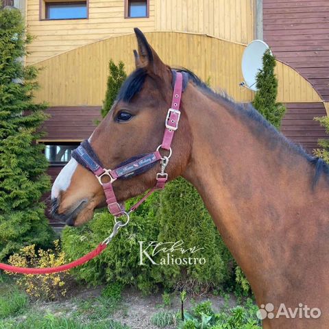 Супер лошадь