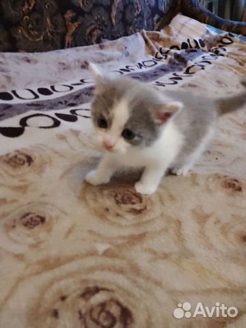 Отдам бесплатно