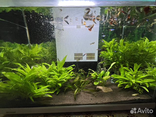 Аквариумные рыбки гуппи