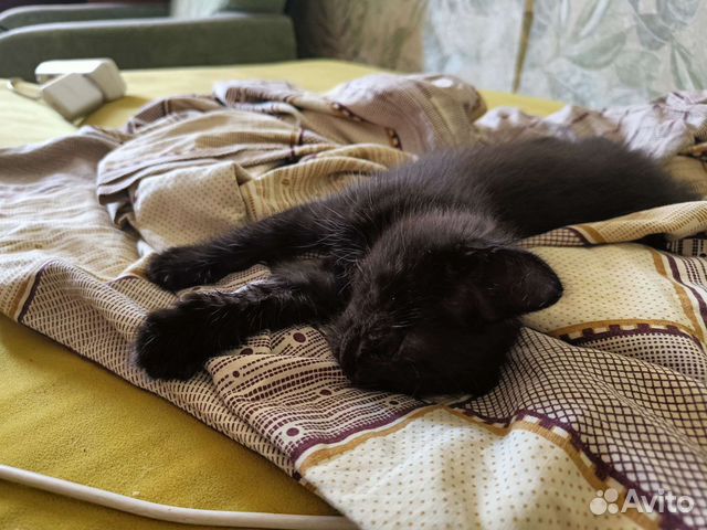 Котенок в добрые руки