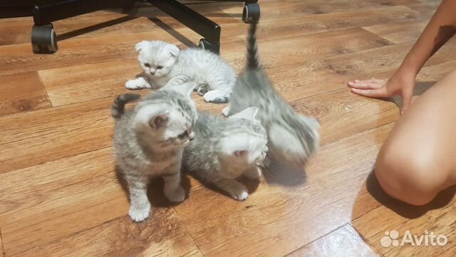 Шотландские вислоухие котята мраморные