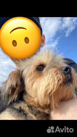 Йоркширский терьер