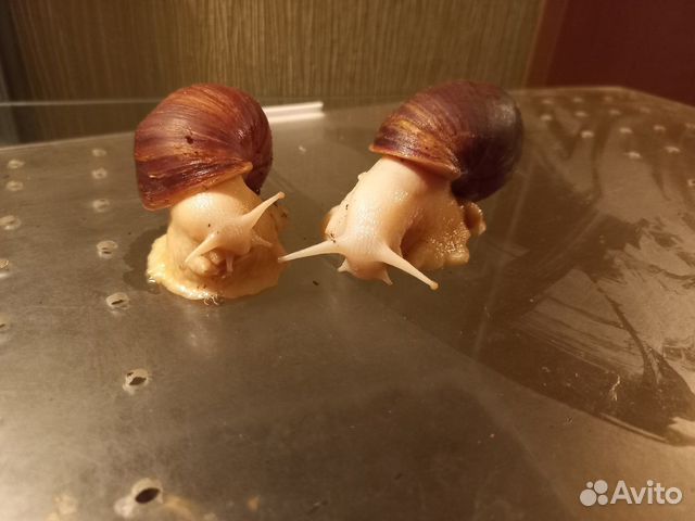 Улитки ахатины бесплатно