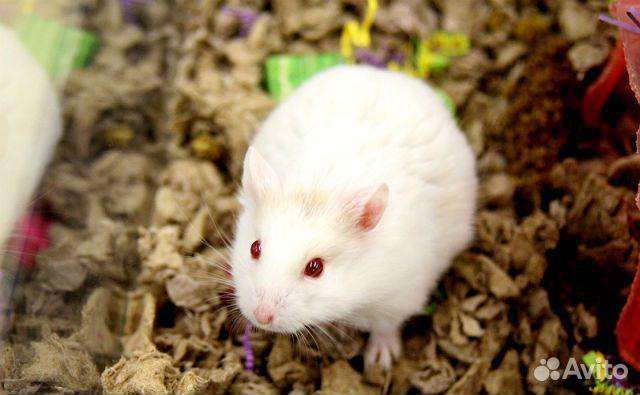 Сирийские хомяки альбиносы