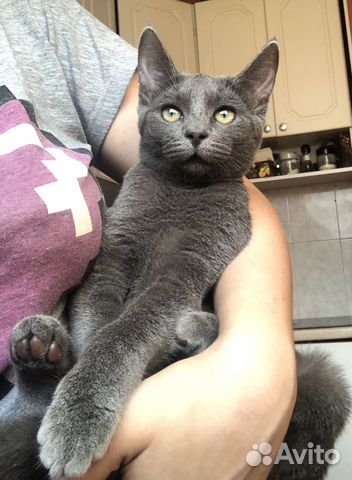 Котенок, девочка в добрые руки