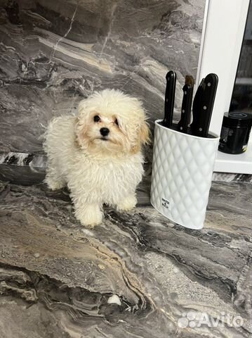 Мальтипу ф1 Корея микро Special world micro