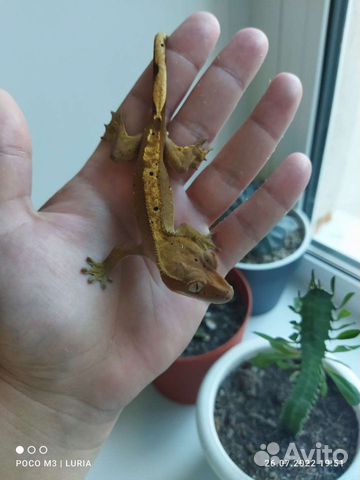 Реснитчатый бананоед