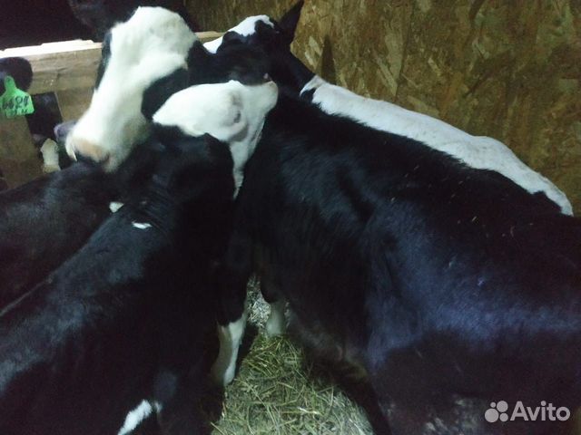 Телята бычки тёлочки доставка