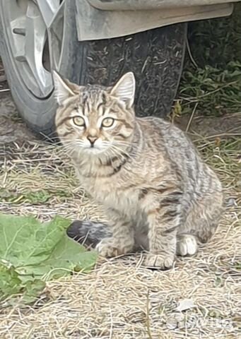 Котенок девочка бесплатно