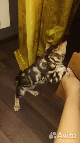 Бенгальские котята мальчик