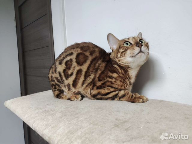 Бенгальская кошка в добрые руки