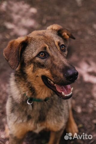 Очаровательный Люкс ищет дом