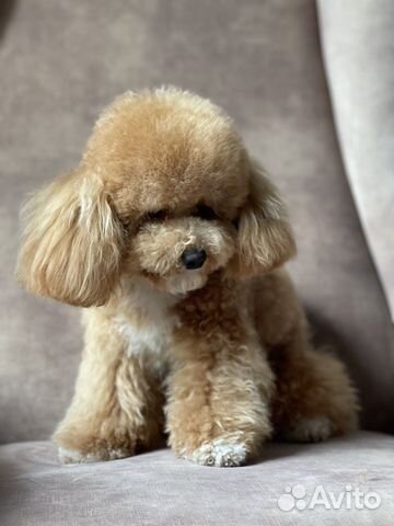 Мальтипу мини