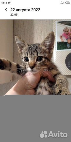 Котёныш Малыш - 2,5-3мес. в добрые руки