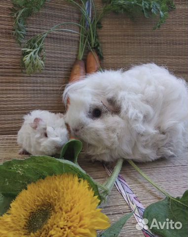 Морская свинка лункария