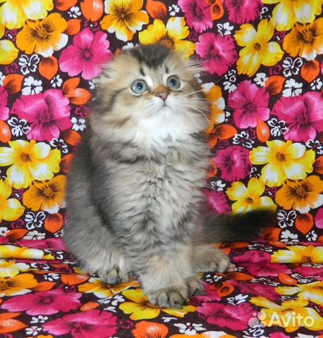 Шотландские котята