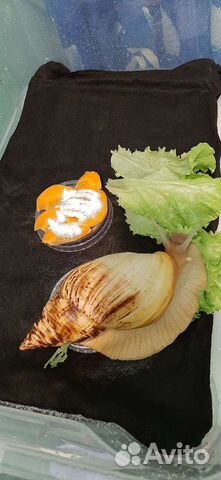 Улитка ахатина ретикулята