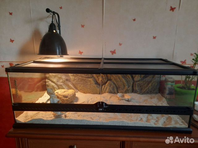 Террариум для бородатой агамы