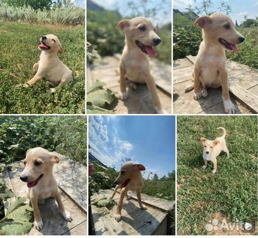 Собака мальчик, Сахарок ищет дом