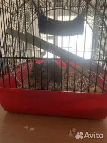 Дегу в хорошие руки