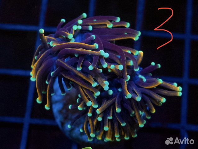 Эуфилии holy grail torch и другие