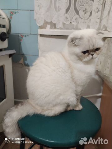 Шотландская вислоухая кошка бесплатно