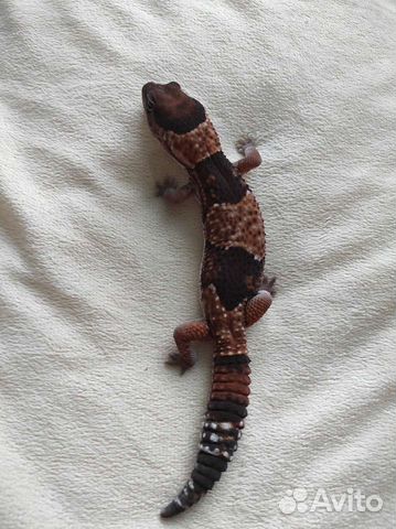 Гемитеконикс