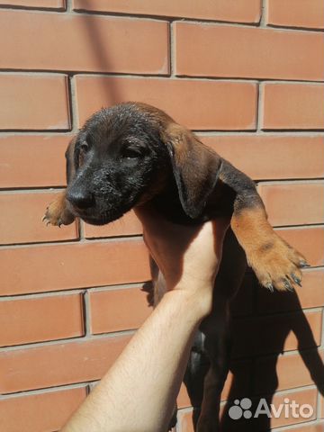 Ищут дом чудесные детки