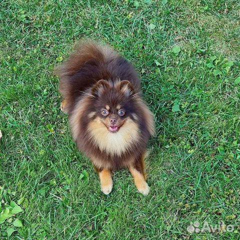 Шпиц девочка молодая