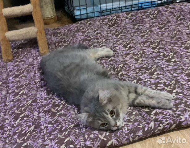 Шикарный котик