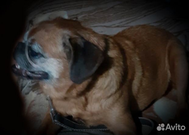 Найдена собака мопс