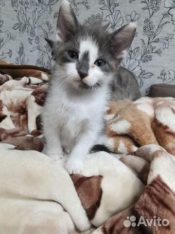 Кошечка канадский сфинкс