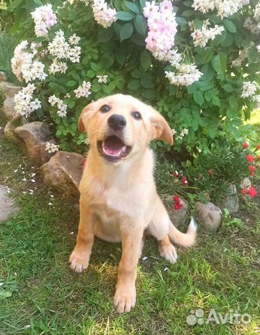 Золотой щенок ищет дом