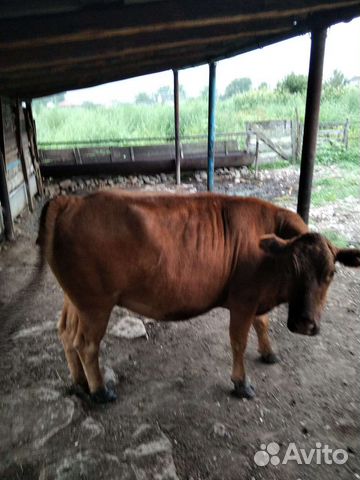 Корова дойная ангус