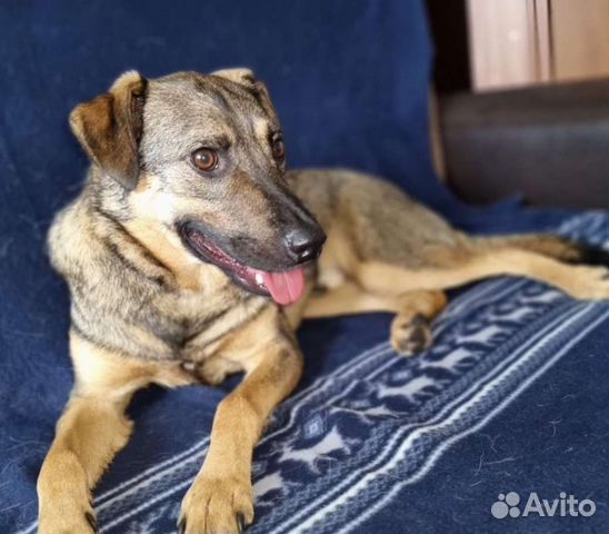 Лукас, ищет маму. Спасите