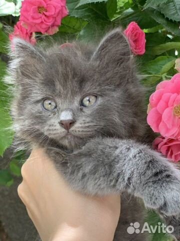 Котята