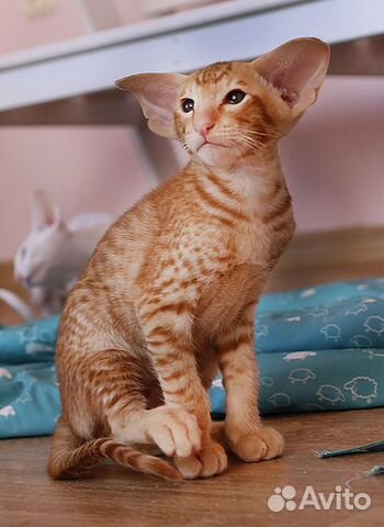 Ориентальный мальчик