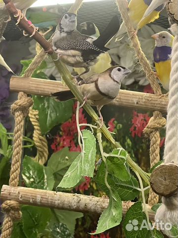 Кольчатый астрильд