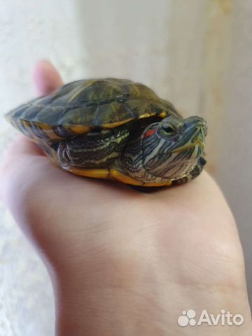 Красноухая черепаха с аквариумом