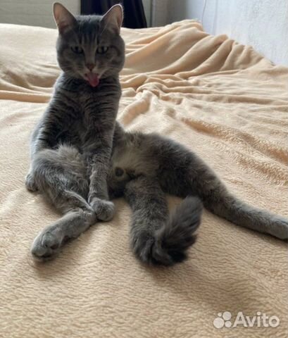 Отдам кота в добрые руки