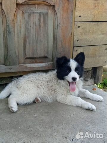 Собака, щенок - очаровашка. 2,5 мес