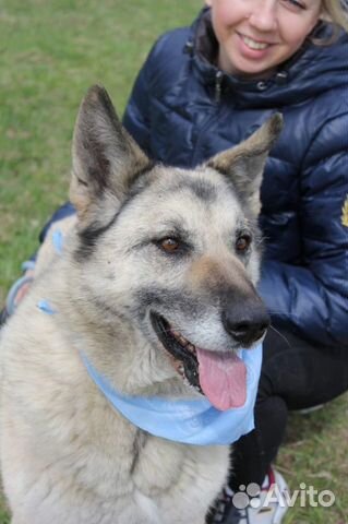 Собака в добрые руки, Вика