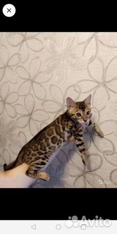 Бенгальские котята